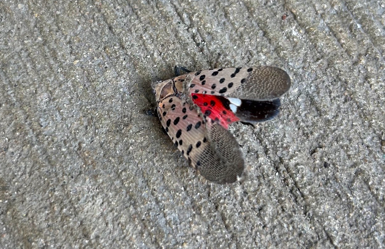 WVDA: Spotted Lanternfly Population To ‘Grow Significantly’ In Ohio ...